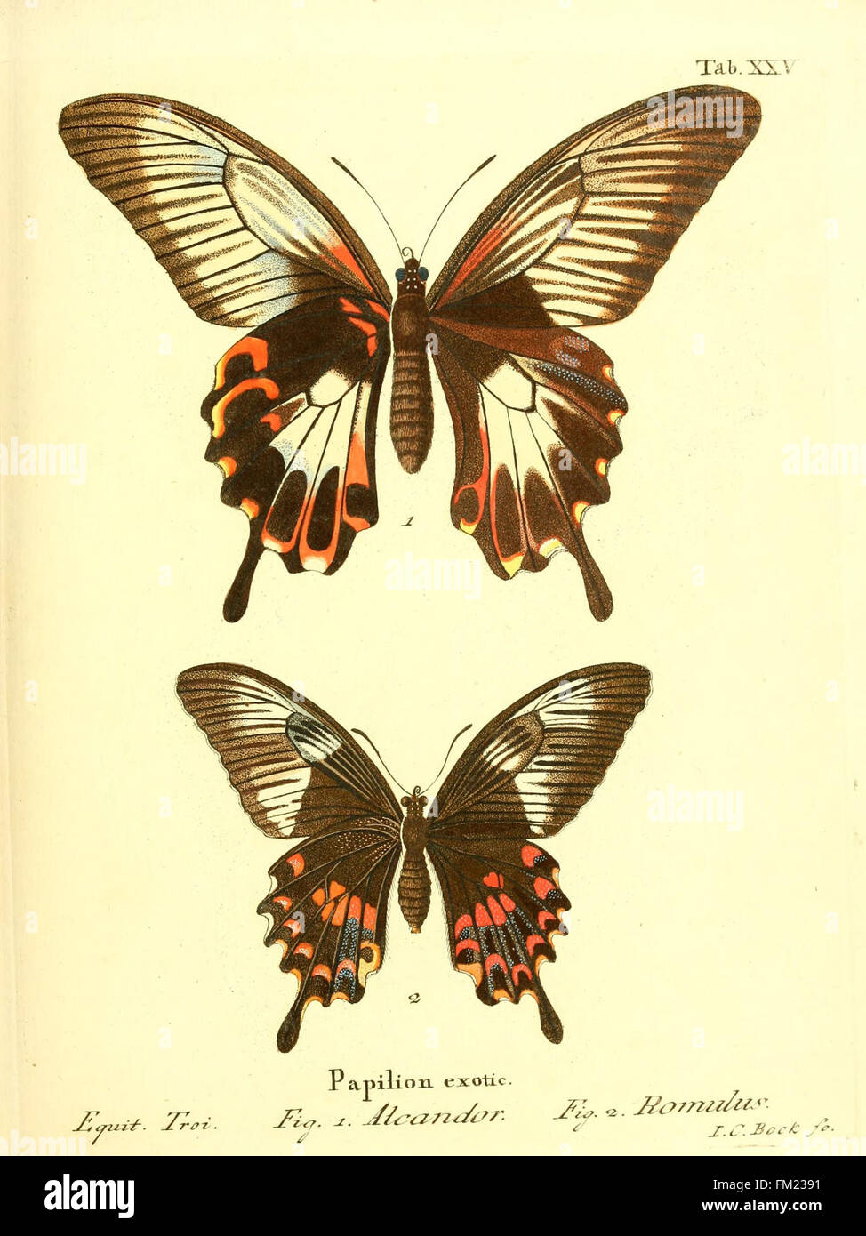 Butterflies in natural environments hi-res stock photography and images ...