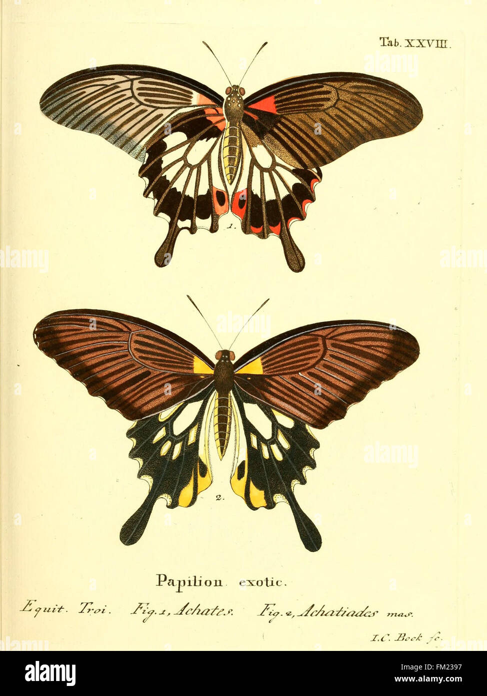 A work depicting foreign butterflies with natural illustrations ...