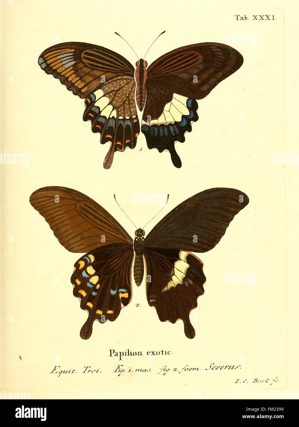 An illustrated study of foreign butterfly species, showcasing various ...