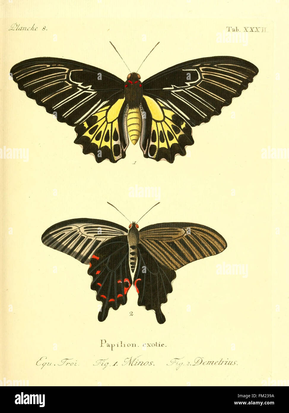This work features detailed illustrations of foreign butterflies ...