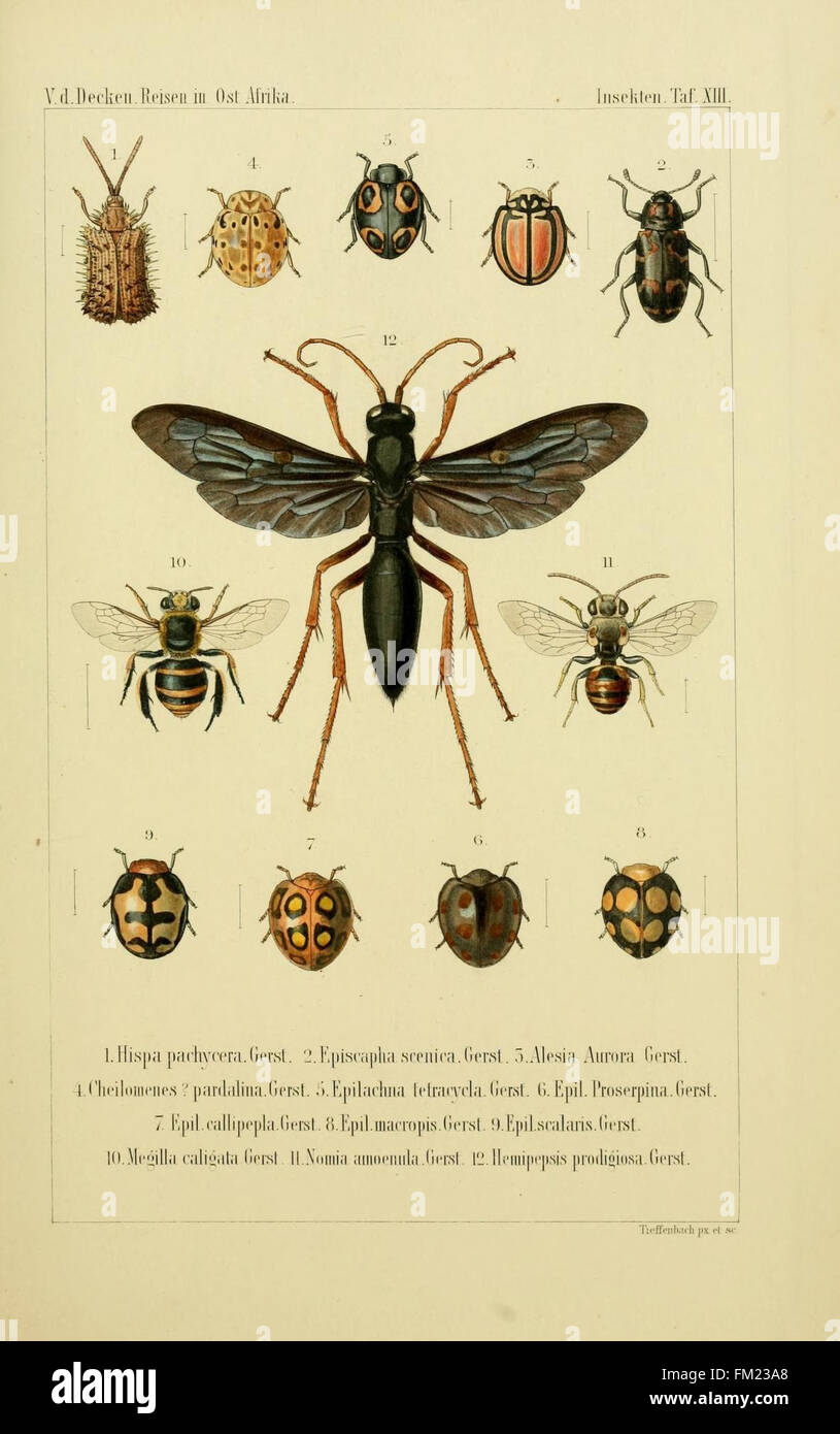 Ernst mayr library identification insects hi-res stock photography and ...