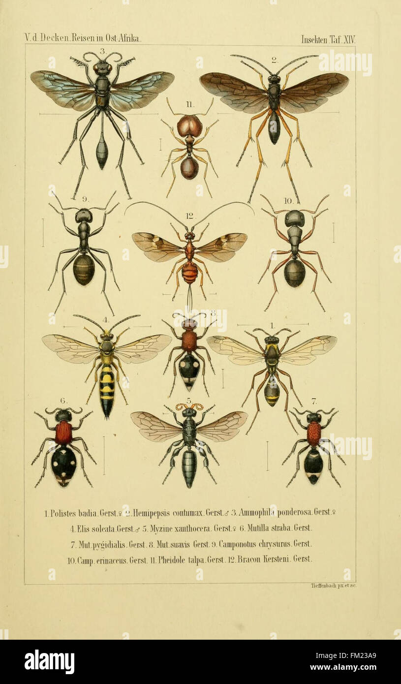 An illustration from 'Die Gliedertheir-fauna des Sansibar-gebietes ...