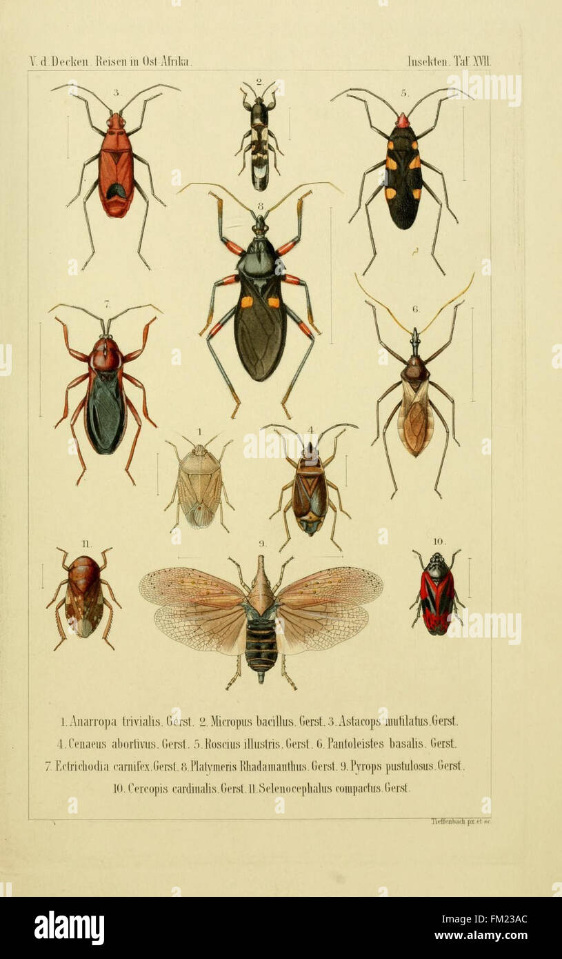 This work provides an illustration of the invertebrate fauna of the ...