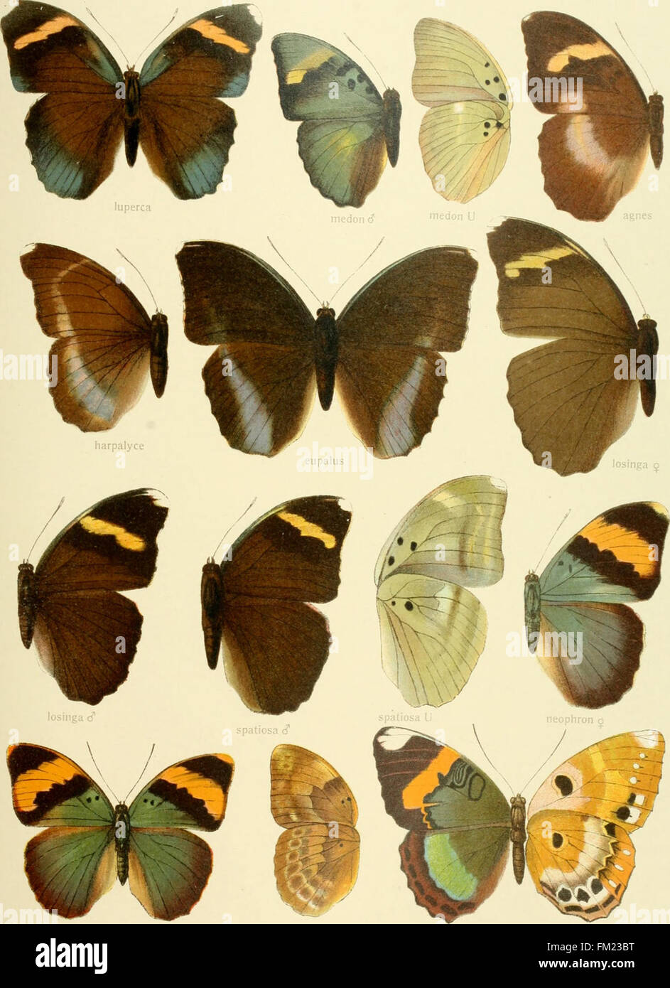 Butterfly species around the world hi-res stock photography and images ...