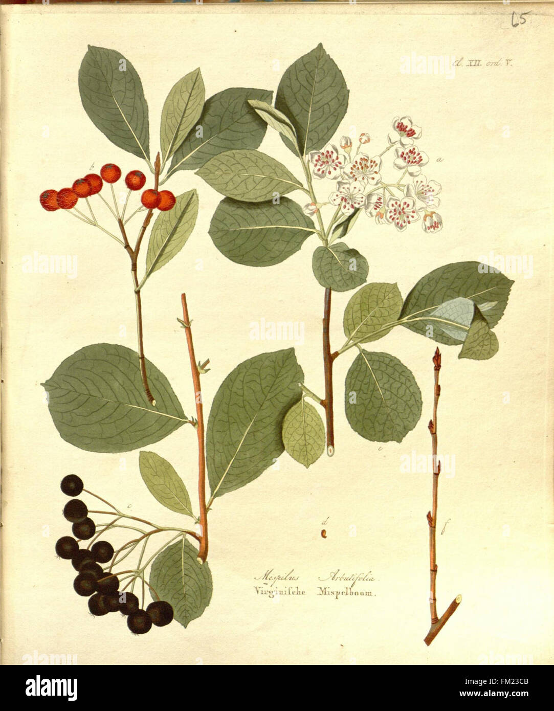 An illustrated collection of the most beautiful and exotic trees and ...