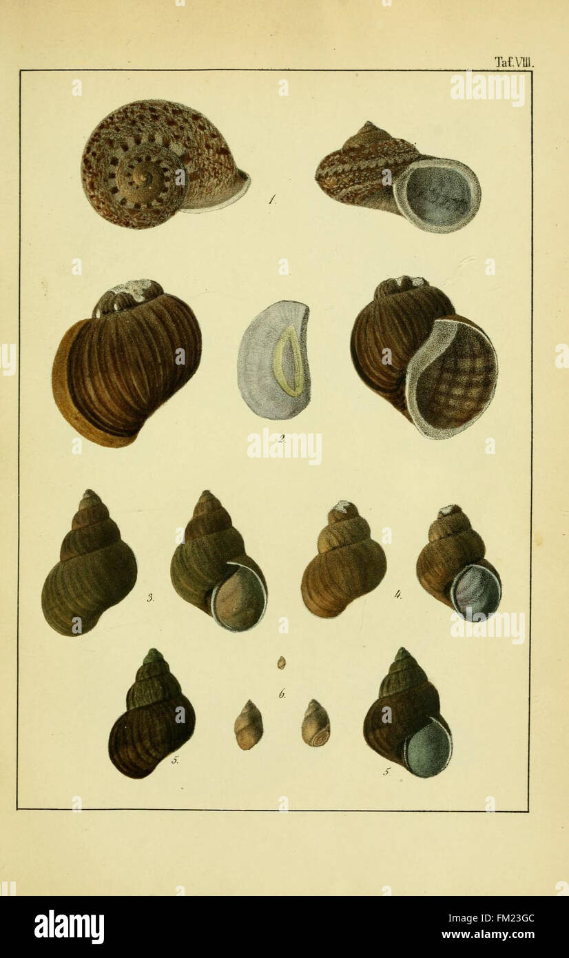 Die Land- und SC3BCsswasser-Mollusken von Java (Plate VIII Stock Photo ...