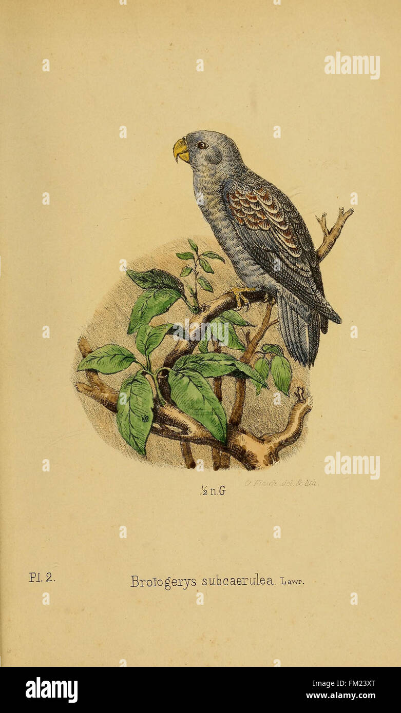 This plate presents illustrations of parrots, focusing on their ...