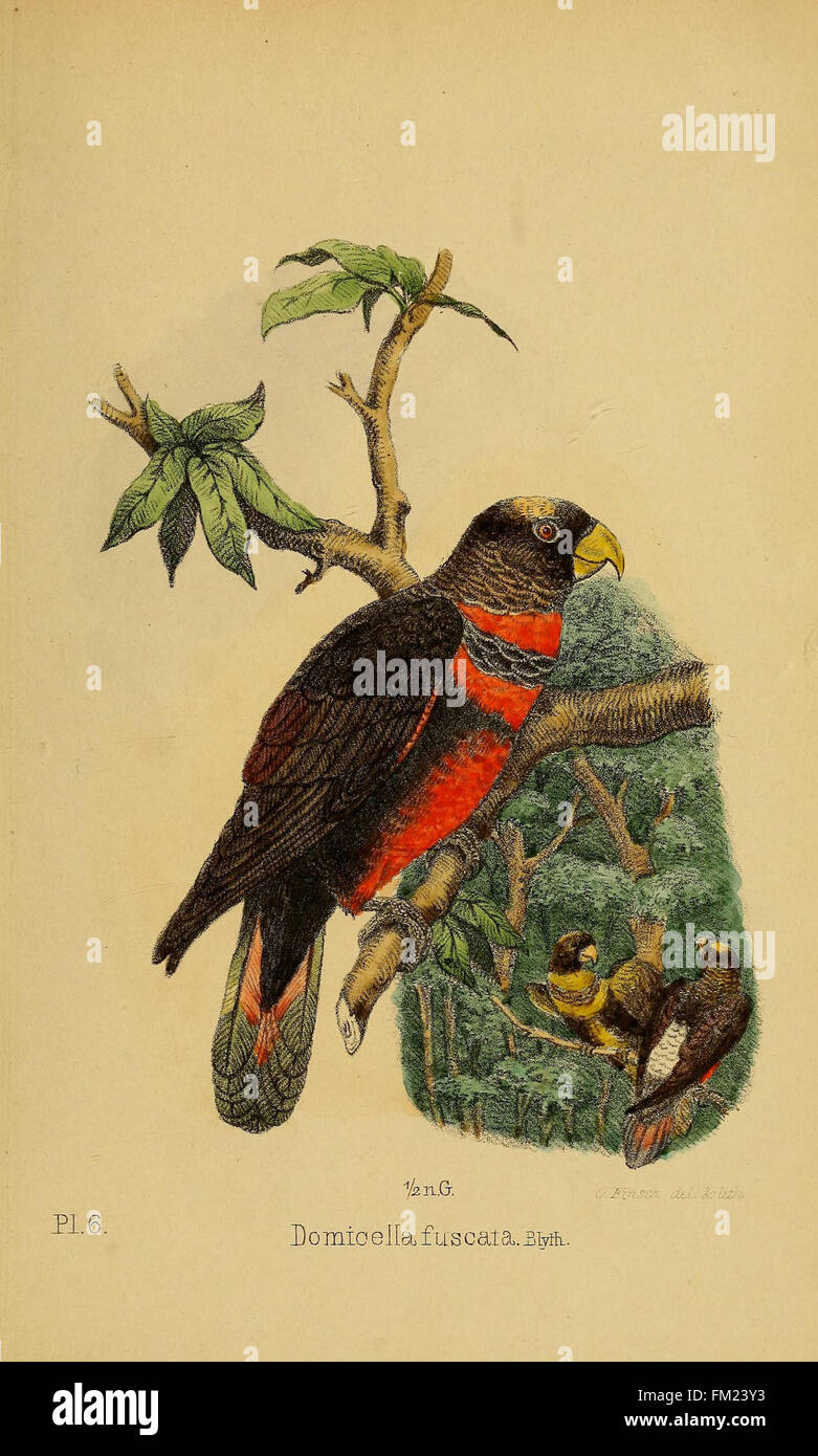 Plate 6 from 'Die Papageien' features a detailed study of parrot ...