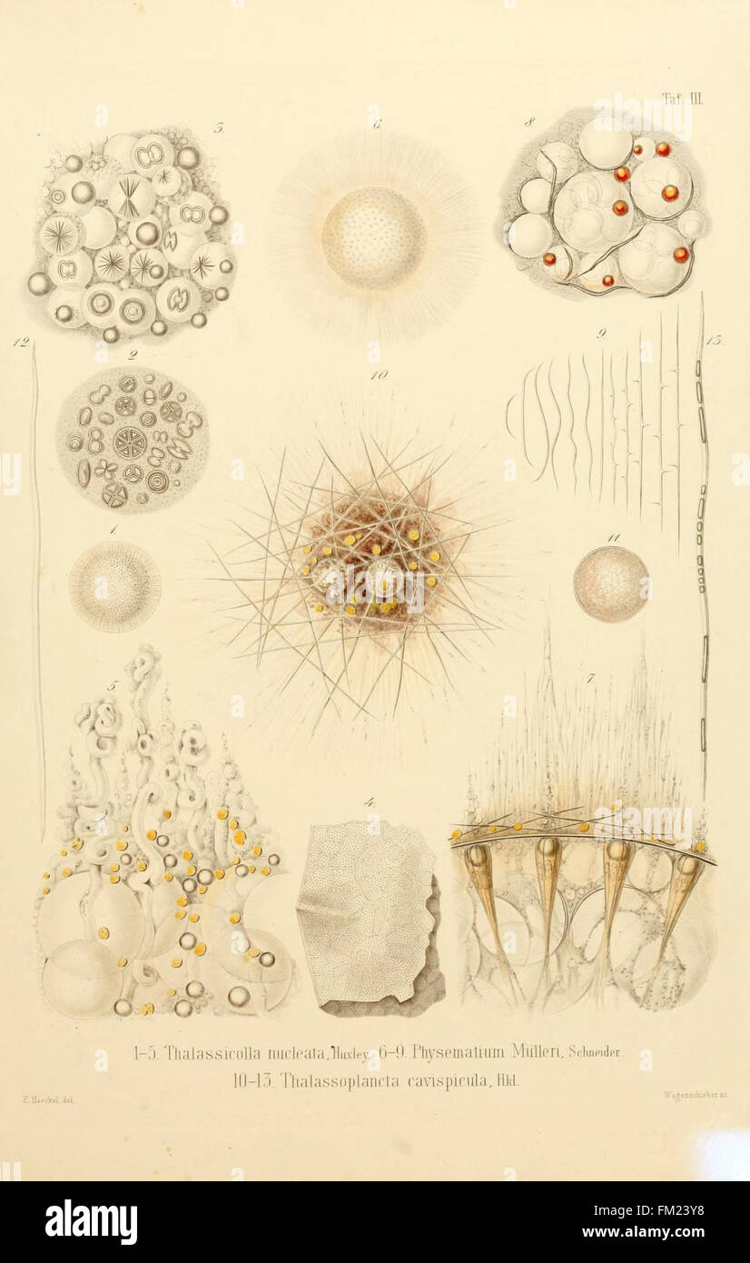 This work covers radiolarians, a group of marine protozoa, highlighting ...
