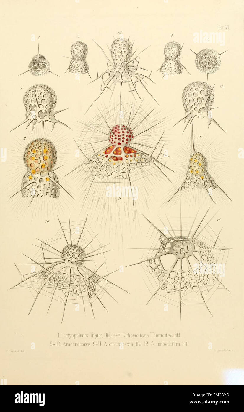 Radiolarian species hi-res stock photography and images - Alamy