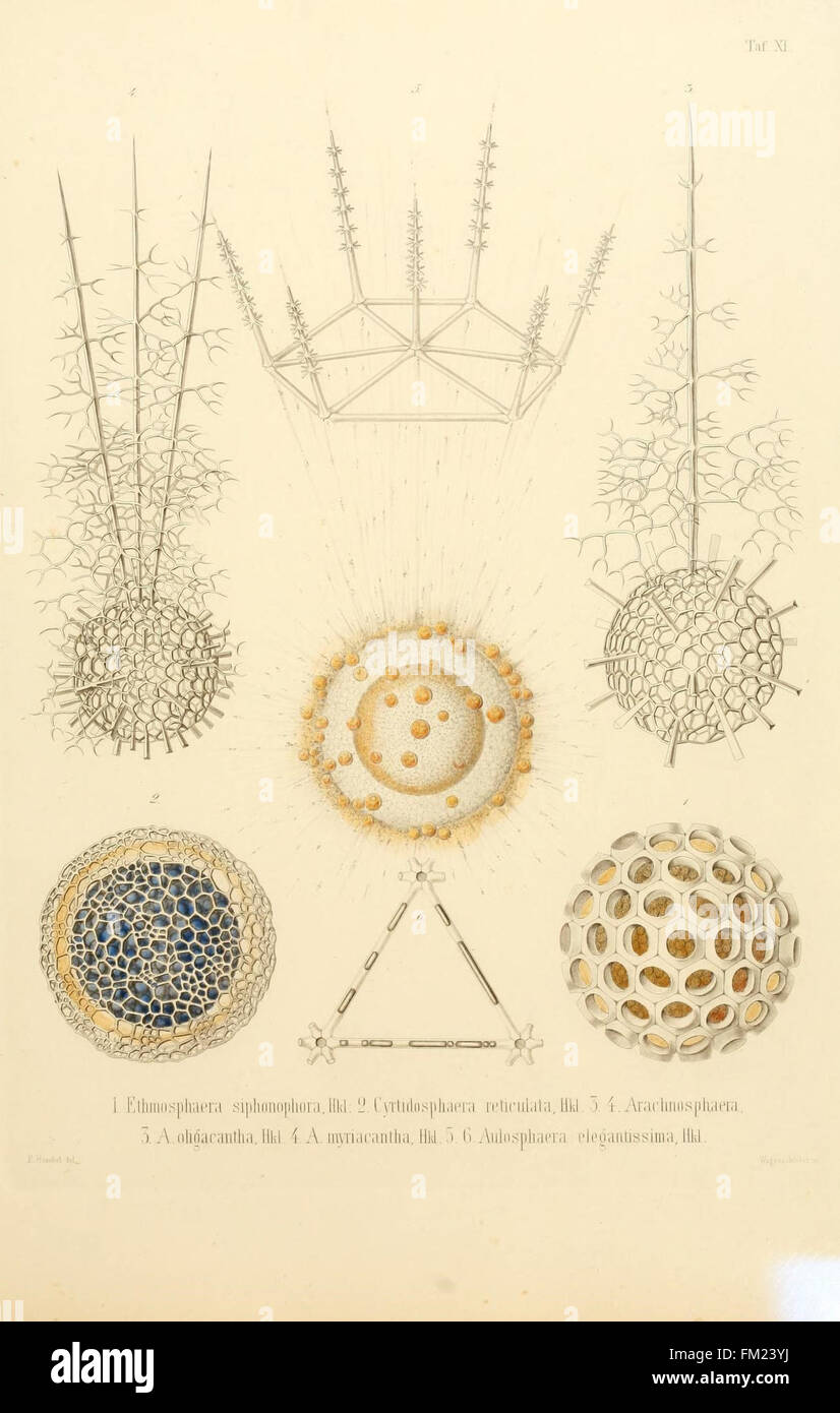 Radiolarian species hi-res stock photography and images - Alamy