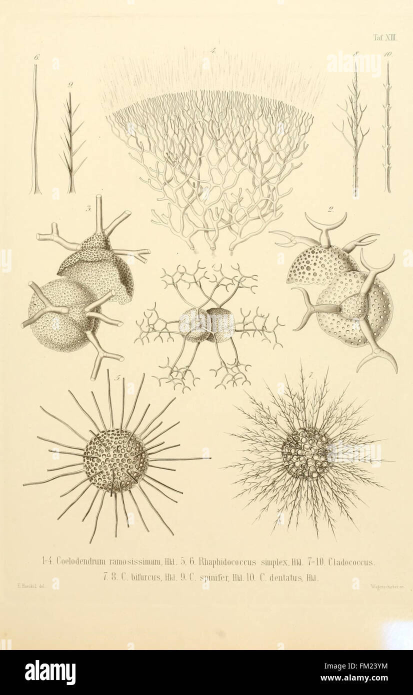 Radiolarian species hi-res stock photography and images - Alamy