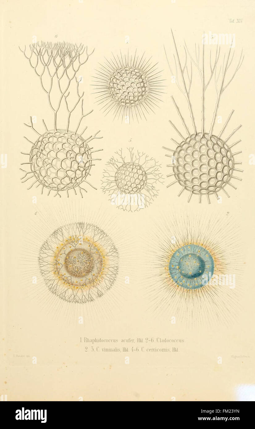 Radiolaria fossil hi-res stock photography and images - Alamy