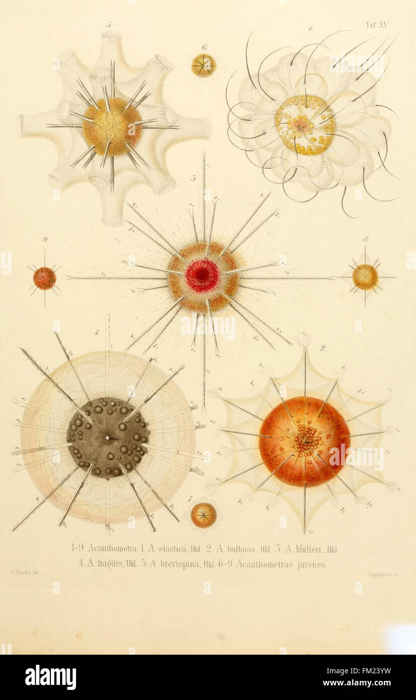 Radiolarian species hi-res stock photography and images - Alamy