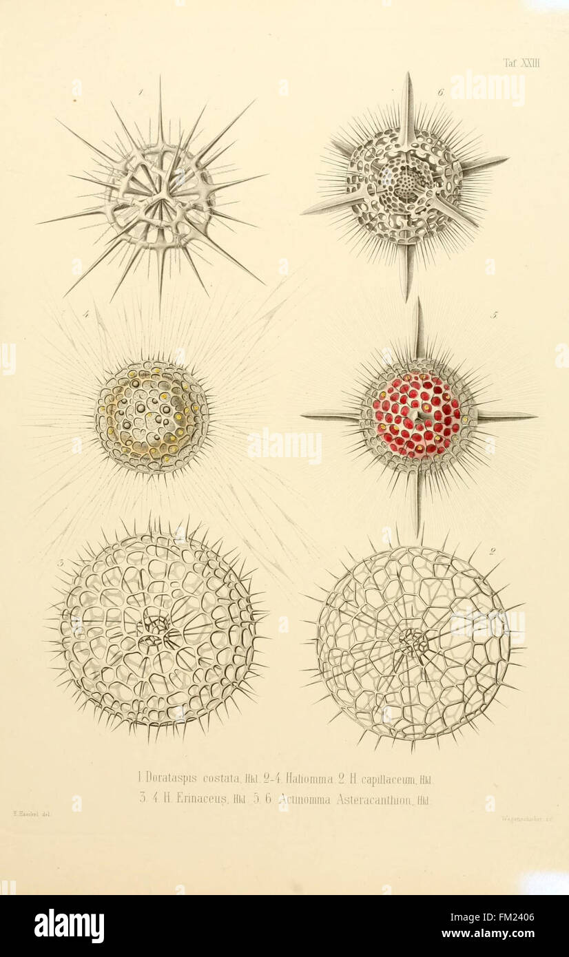 A scientific work on radiolarians (Rhizopoda radiaria), featuring a ...