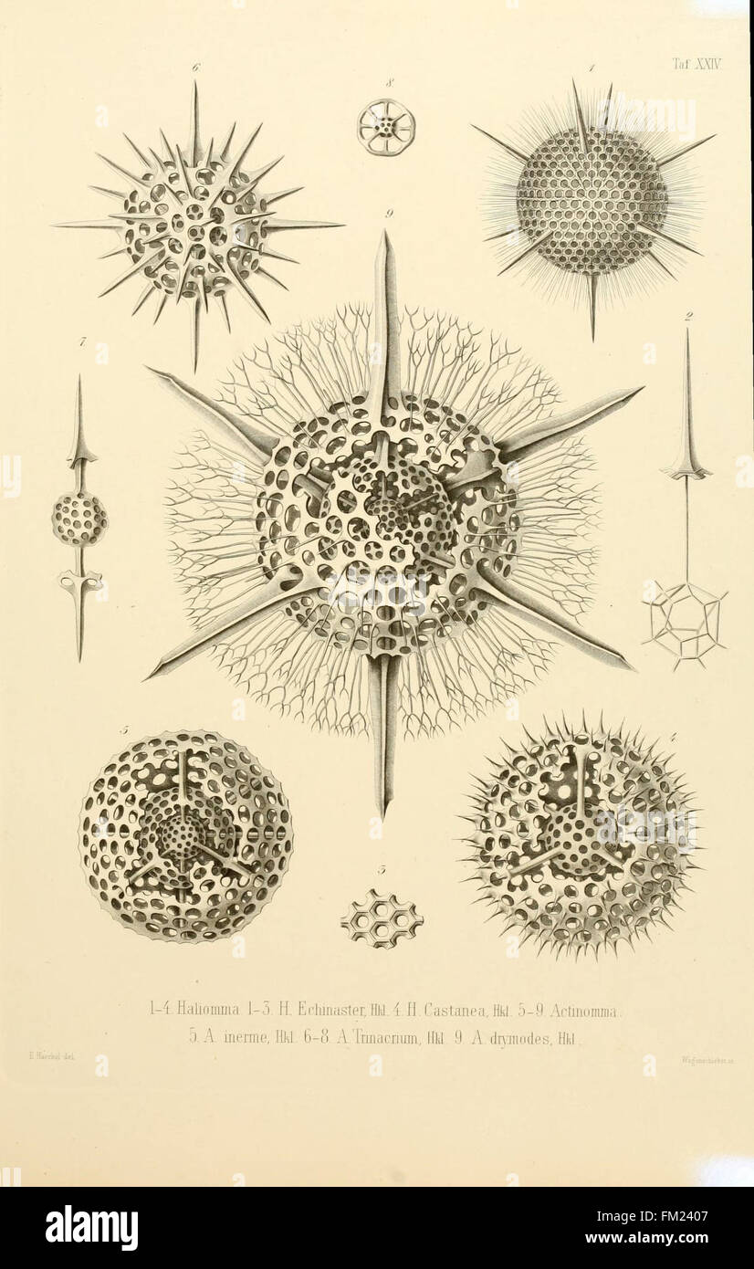 An illustration from 'Die Radiolarien,' focusing on Rhizopoda radiaria ...