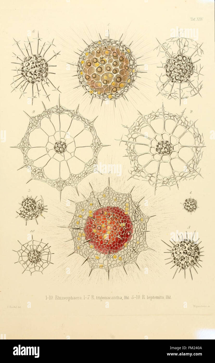 Radiolaria fossil hi-res stock photography and images - Alamy