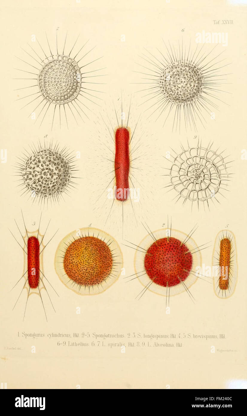 This plate features illustrations of Radiolaria, a group of microscopic ...