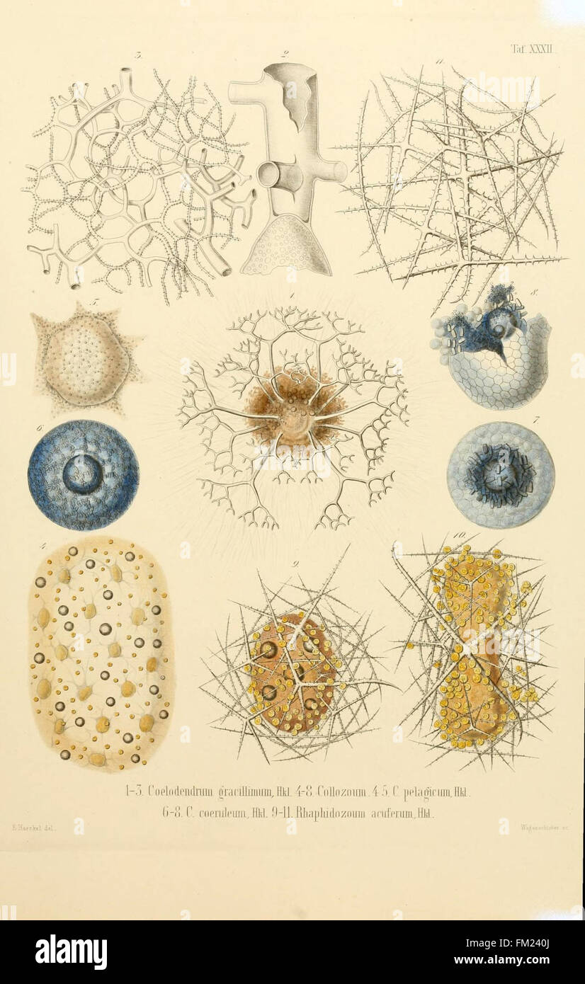 This illustration from the Harvard University MCZ Ernst Mayr Library ...