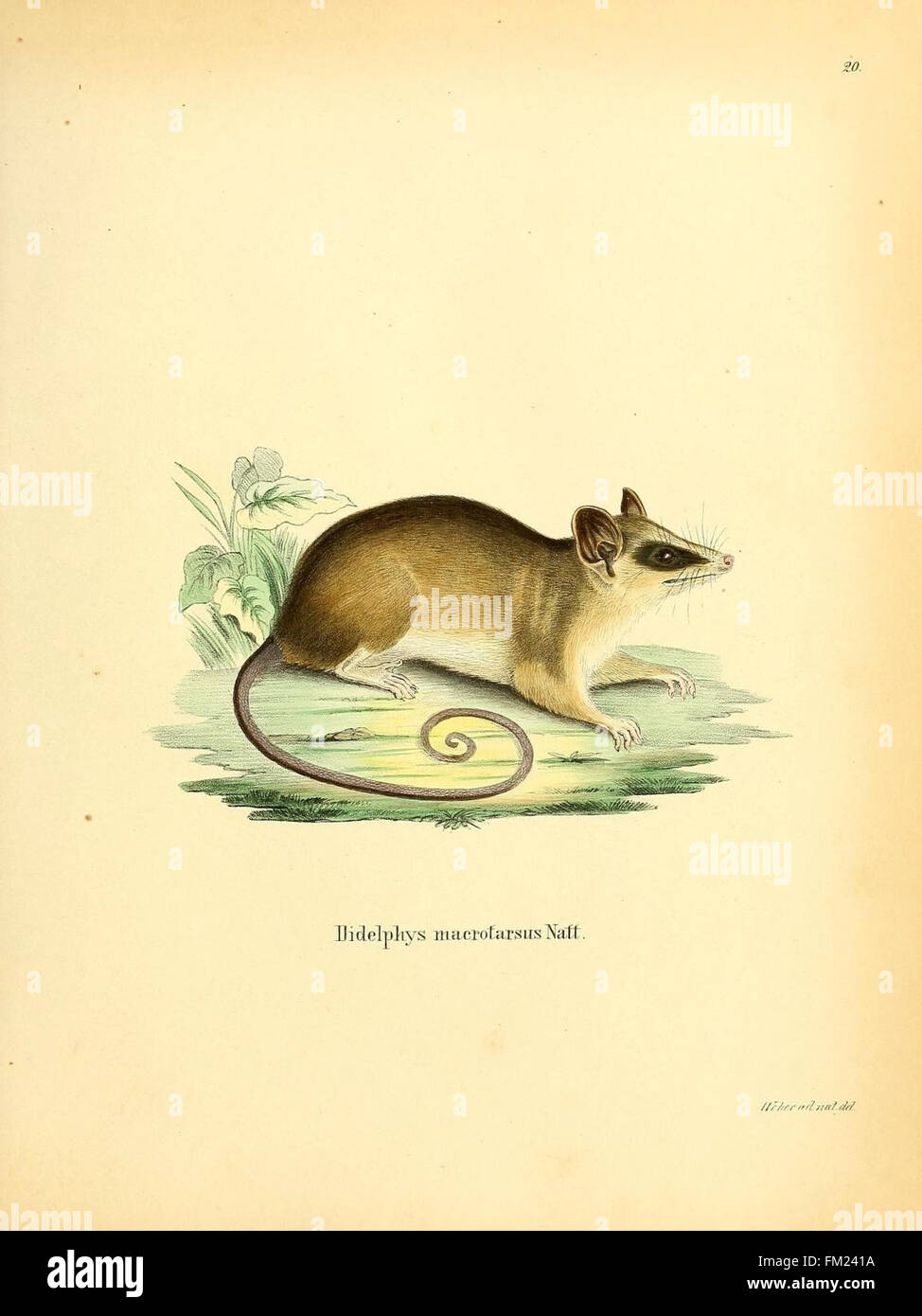 An illustration of mammals, presented in their natural environment ...