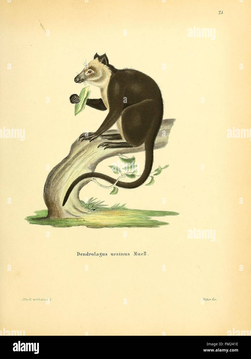 An illustrated work detailing mammals, with descriptions based on real ...