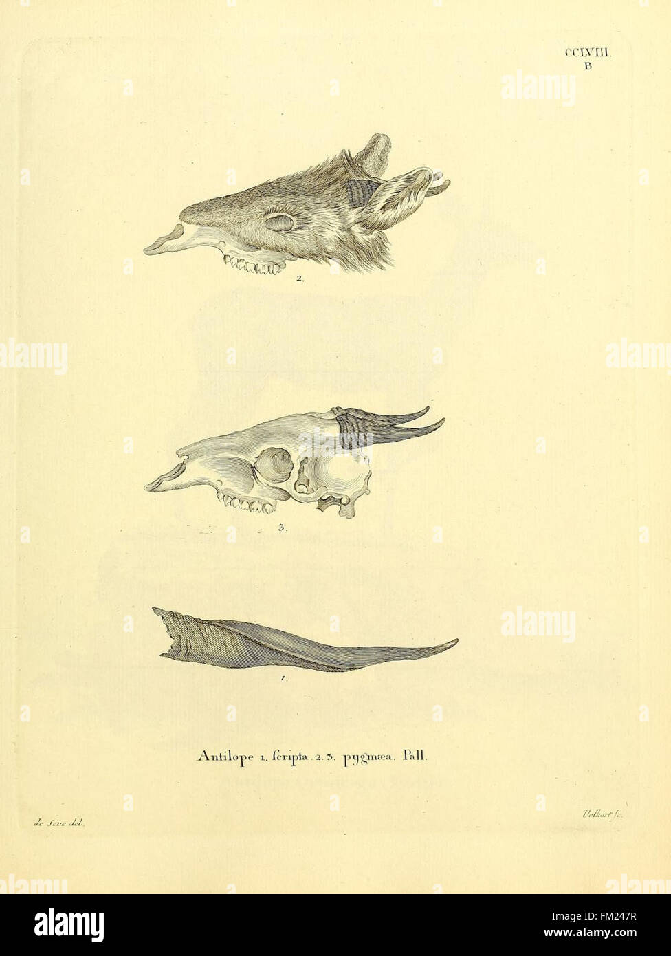 This illustration provides detailed depictions of mammals with ...