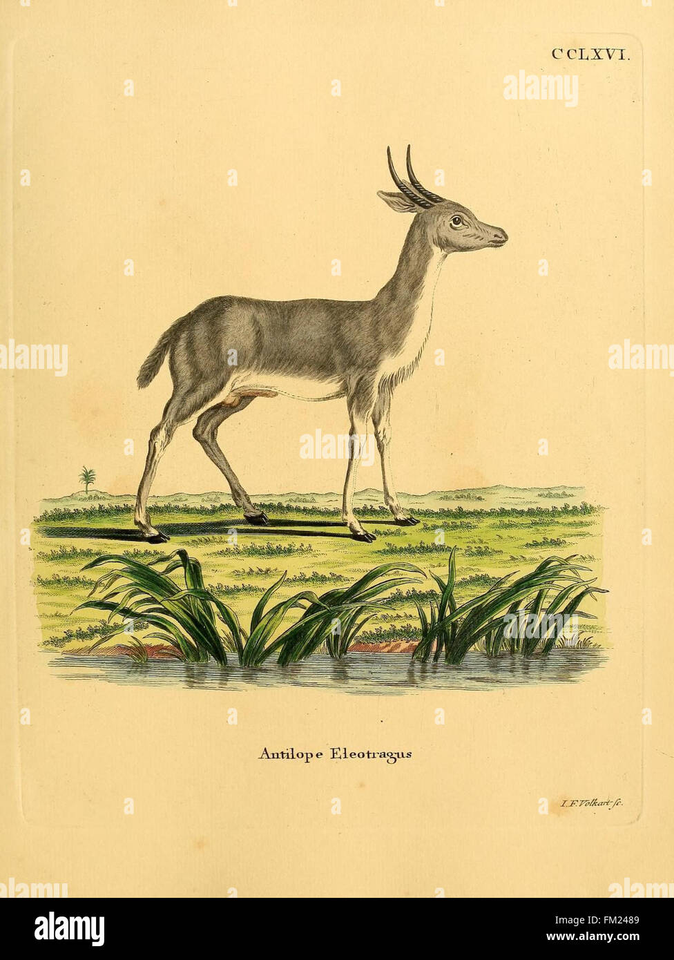 Plate CCLXVI from Harvard University’s Ernst Mayr Library illustrates ...