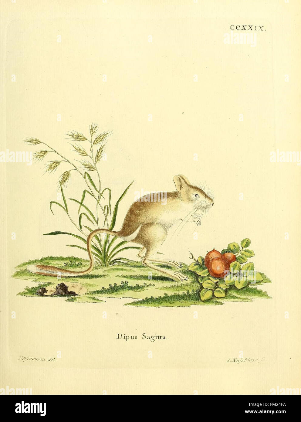 A work featuring detailed illustrations and descriptions of mammals ...
