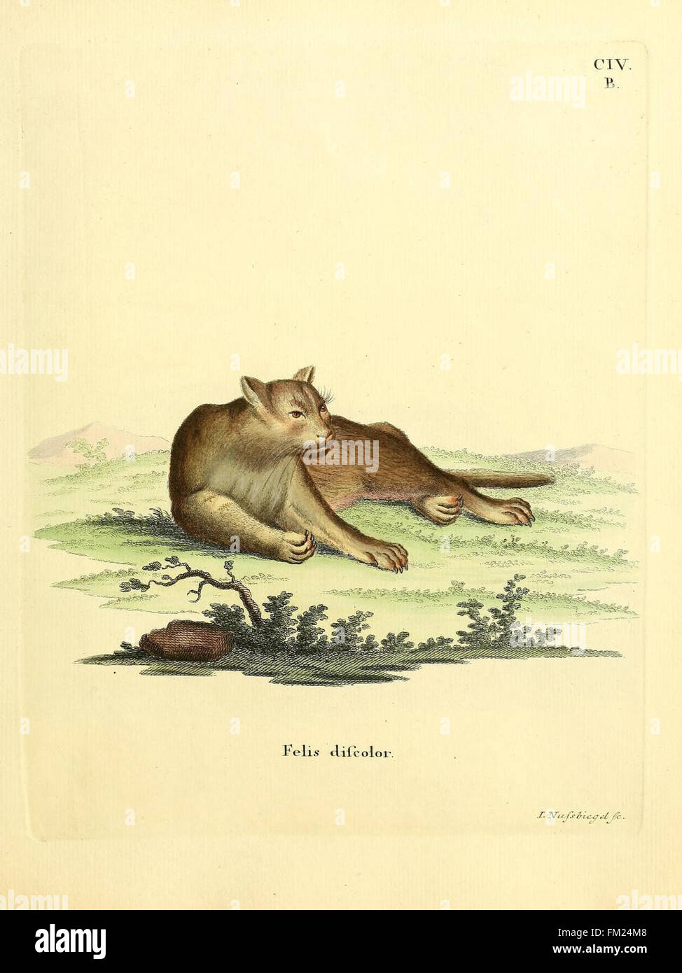 Ernst mayr library mammals pictorial works hi-res stock photography and ...