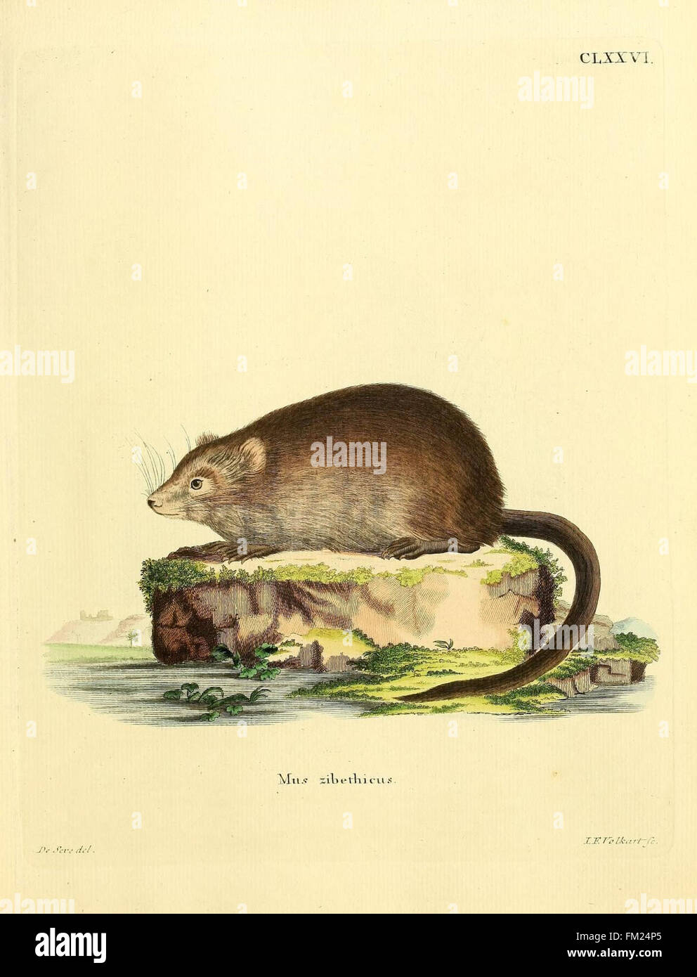 This work from Harvard University presents illustrations and ...