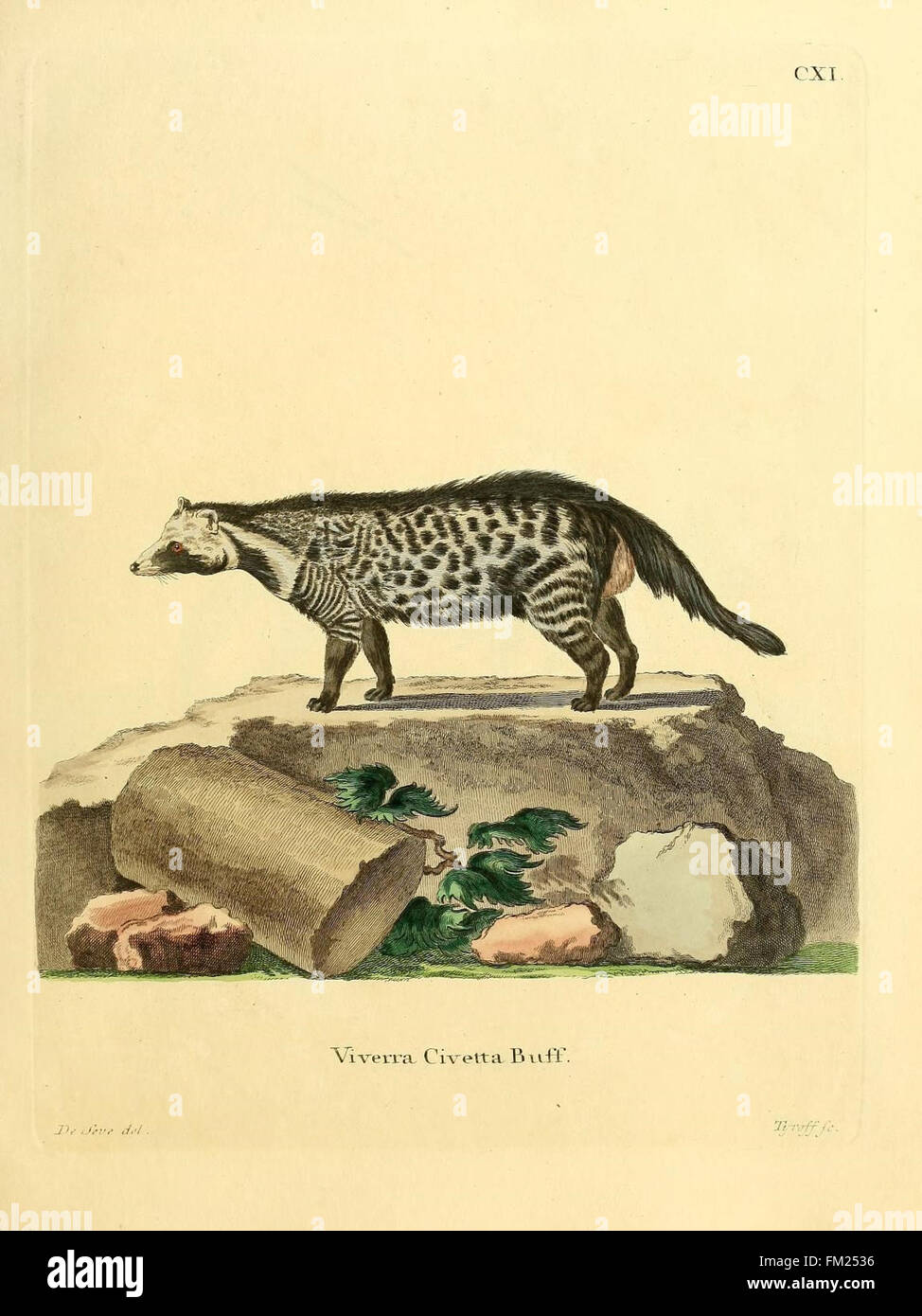This work presents detailed illustrations of mammals, featuring species ...