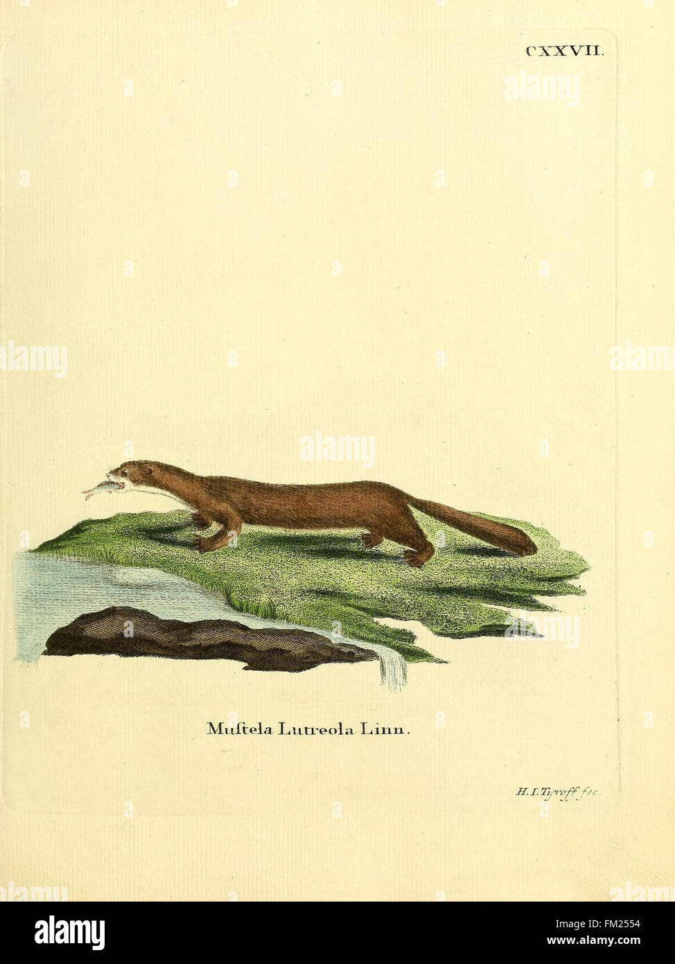 A detailed representation of mammals, with naturalistic illustrations ...