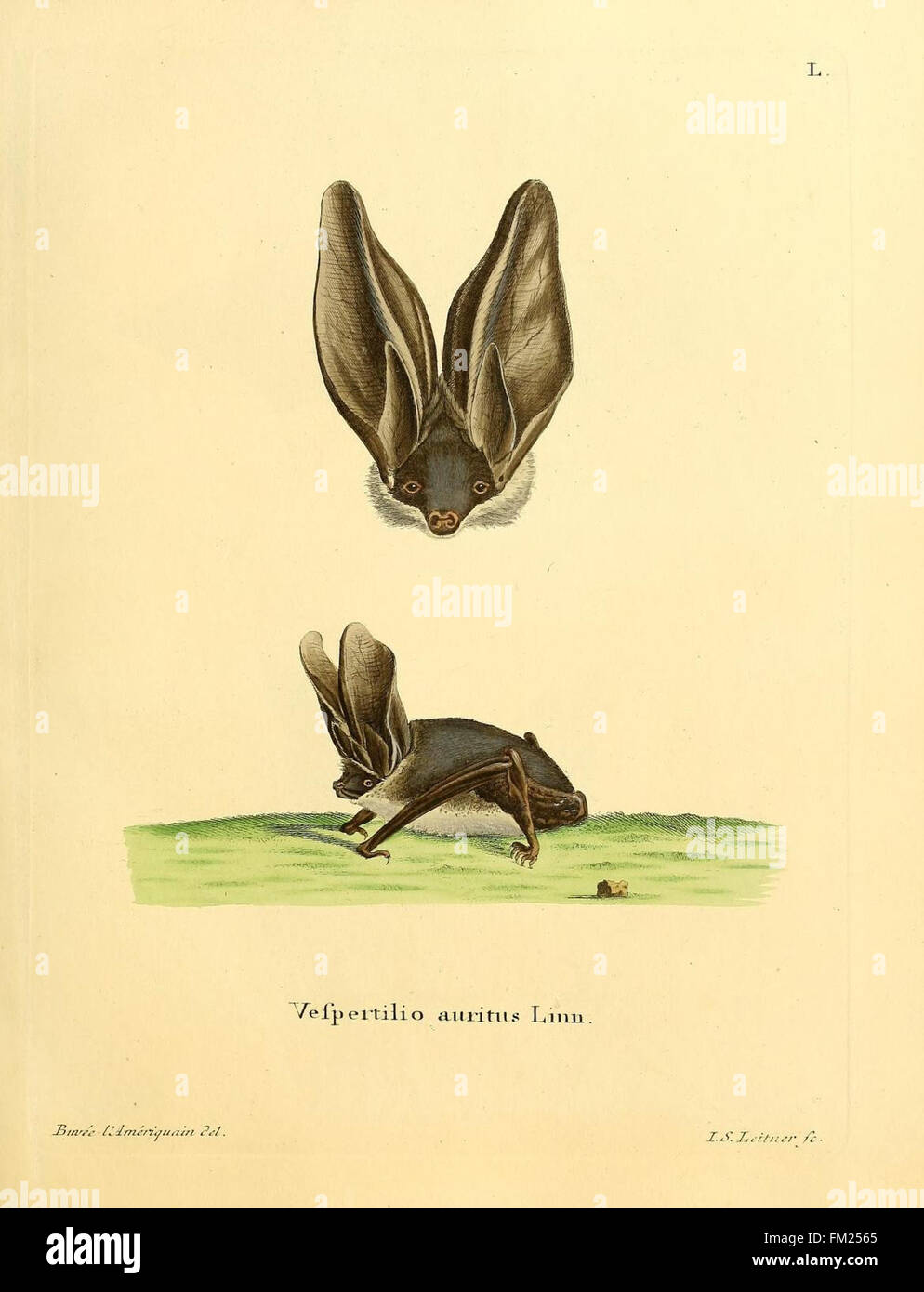 This work illustrates mammals based on natural representations ...