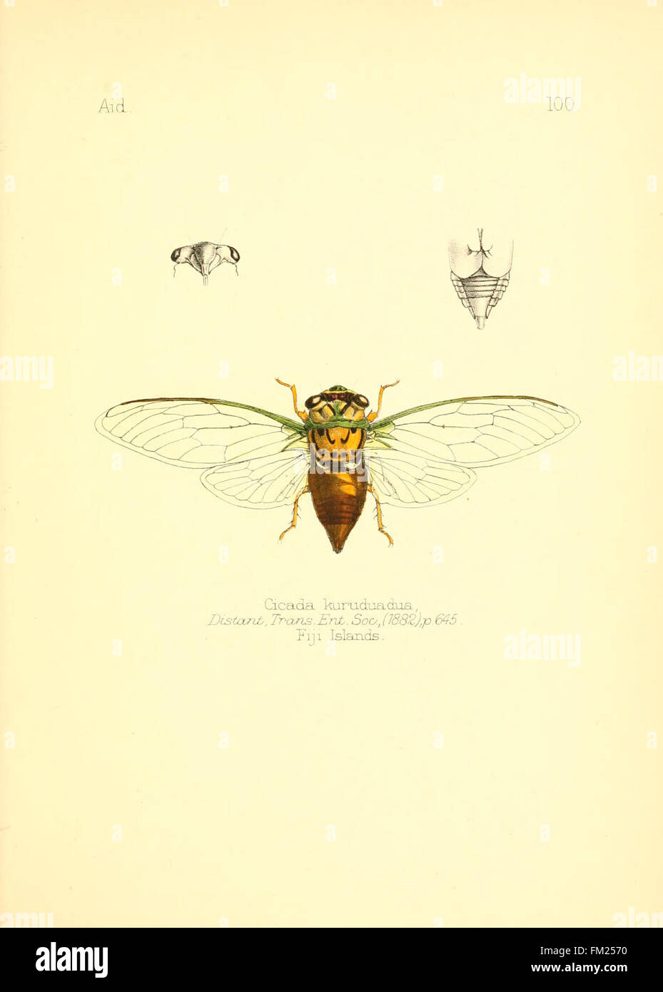 100 insects hi-res stock photography and images - Alamy