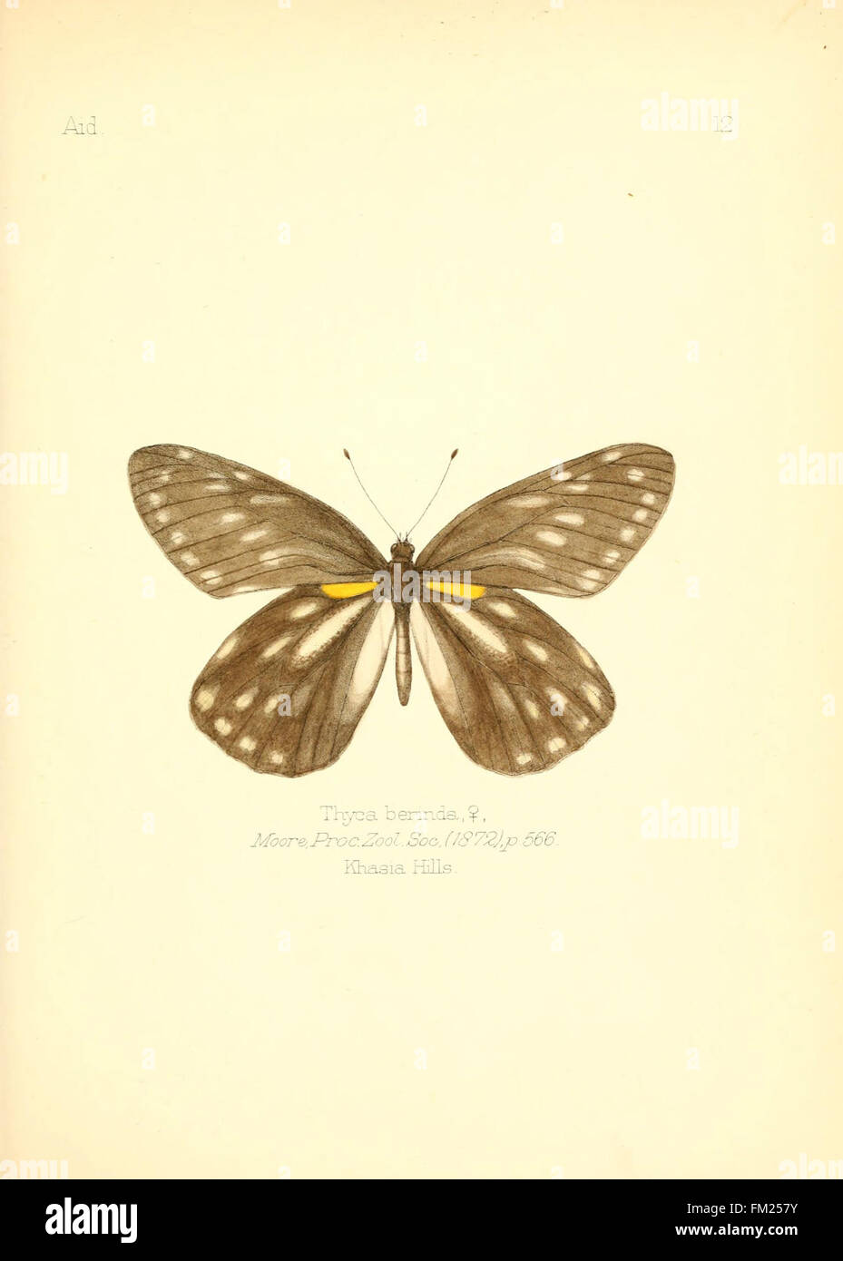 Plate 12 from 'Aid to the Identification of Insects' offers clear ...