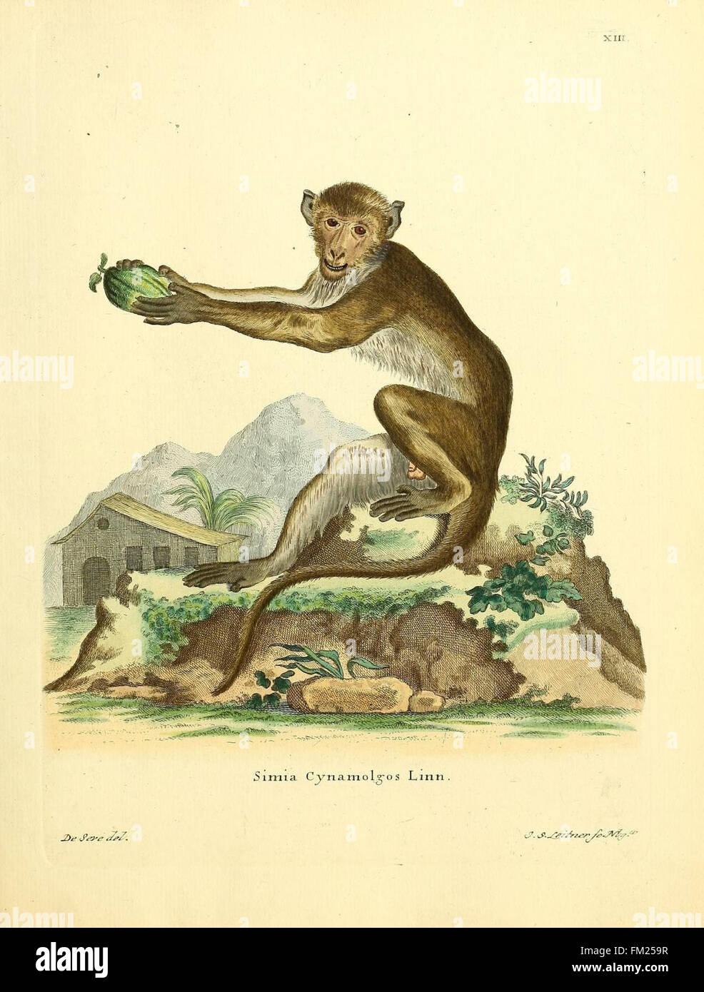 This German work provides detailed illustrations and descriptions of ...