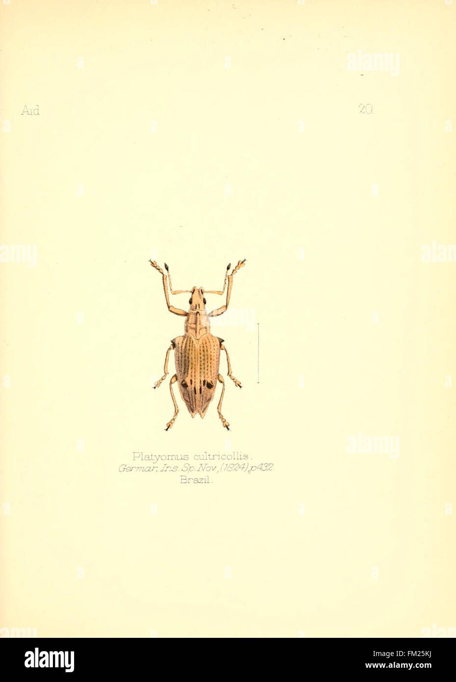 This publication provides a visual guide to the identification and ...