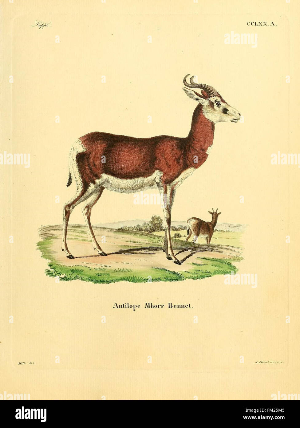 A detailed pictorial work illustrating mammals, showcasing naturalistic ...