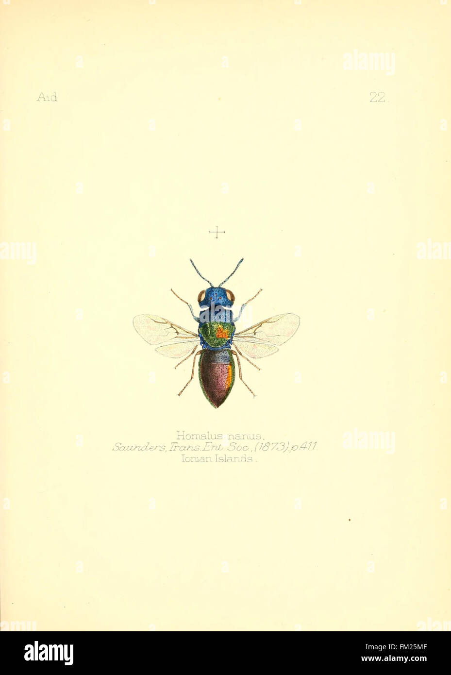 An illustrated guide to help identify various insect species, featuring ...
