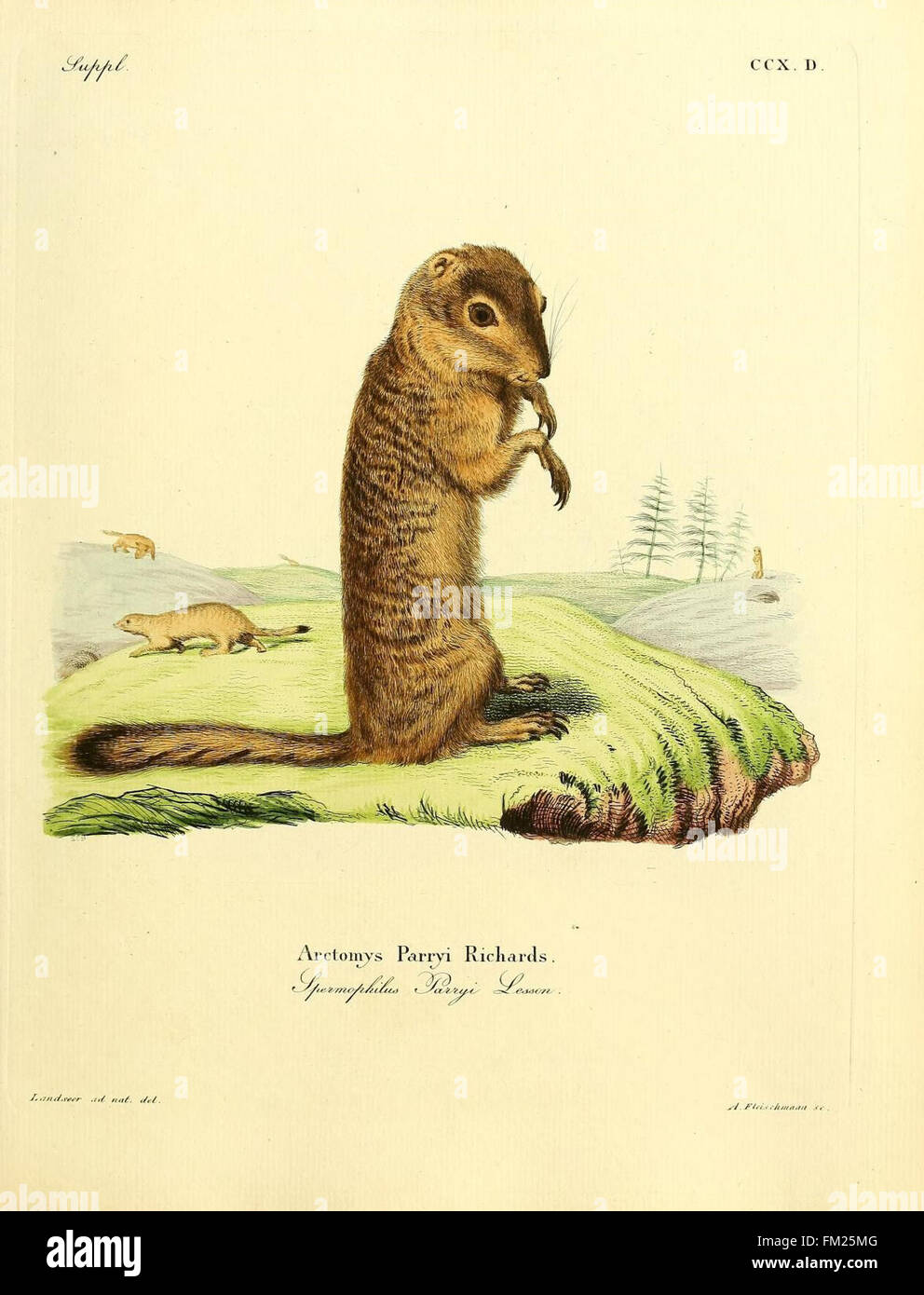 Plate ccx hi-res stock photography and images - Alamy