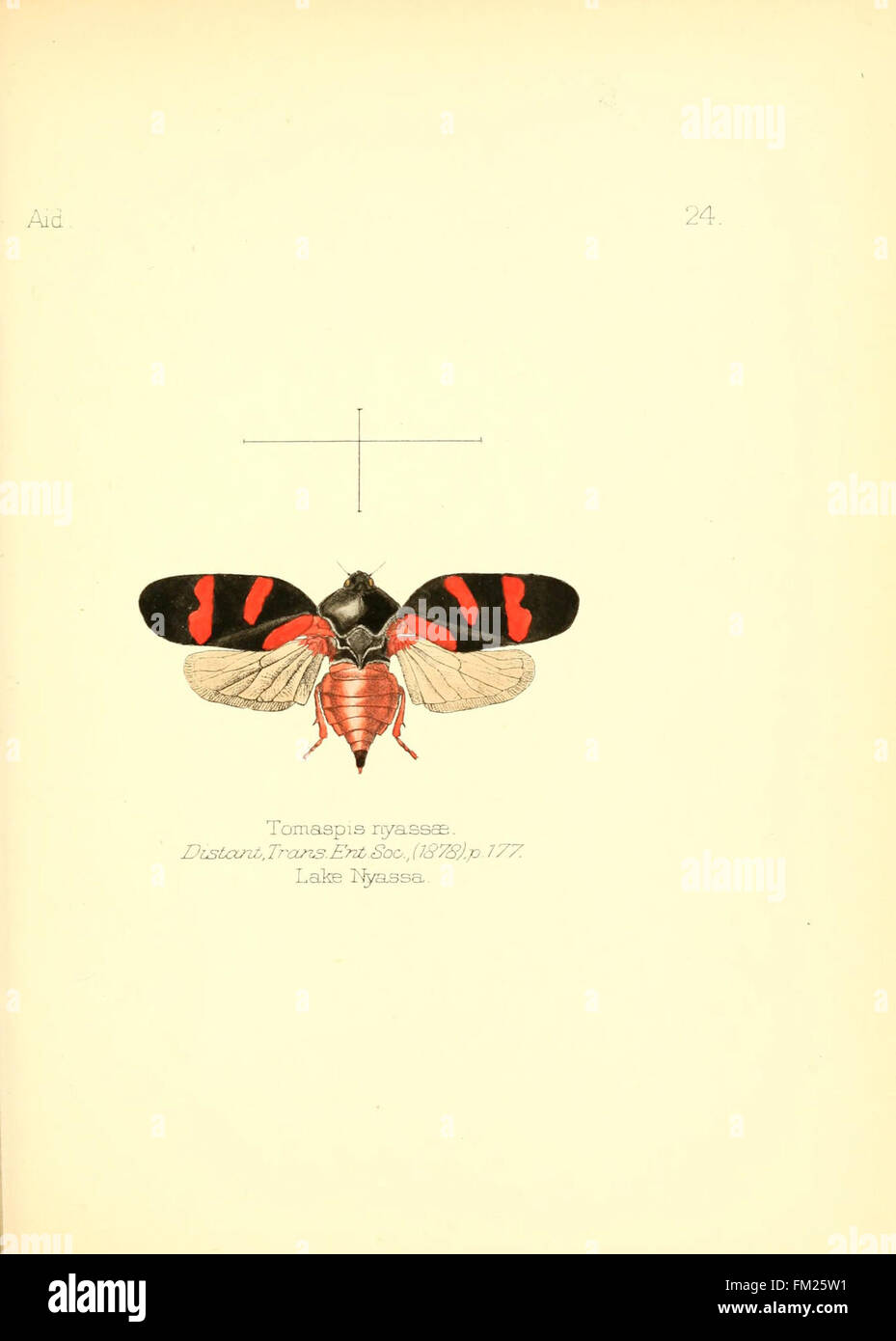 An illustrated guide to the identification of insects, providing ...