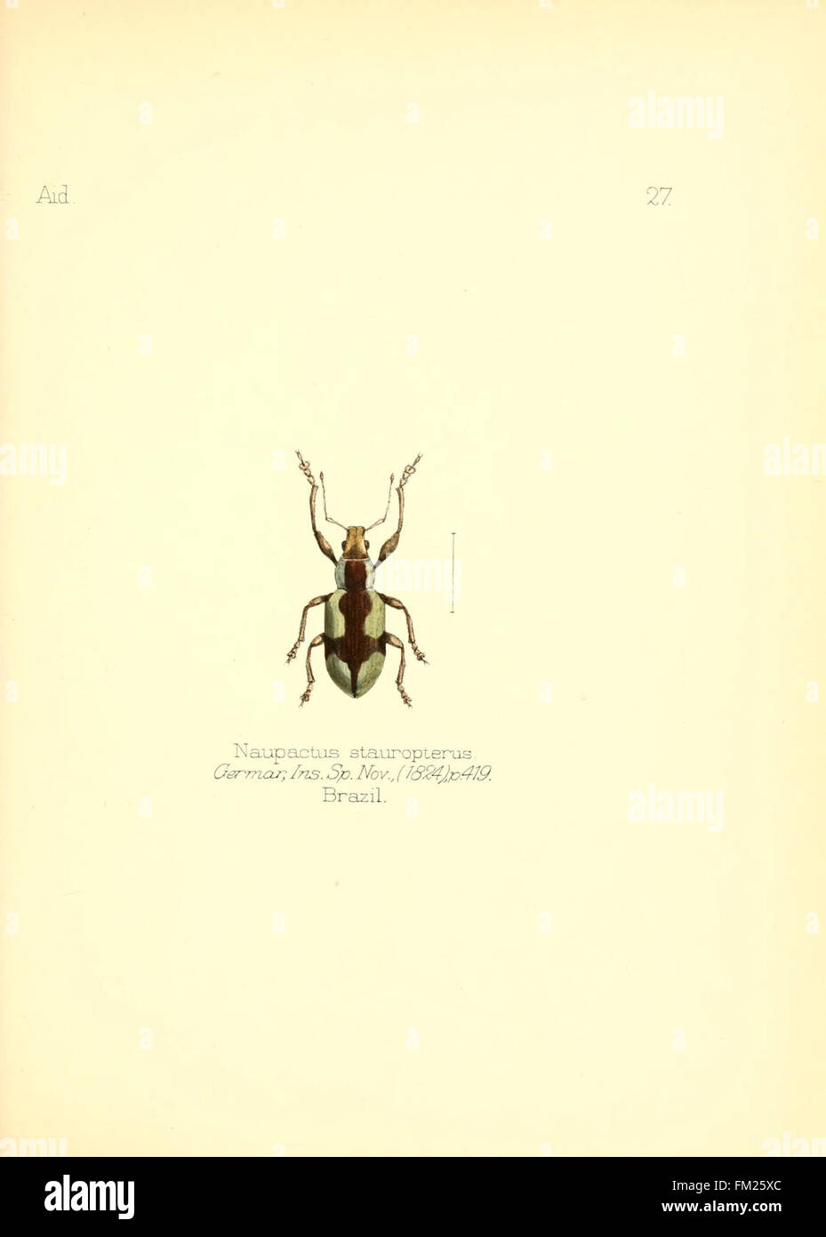 Insect identification entomology classification hi-res stock ...