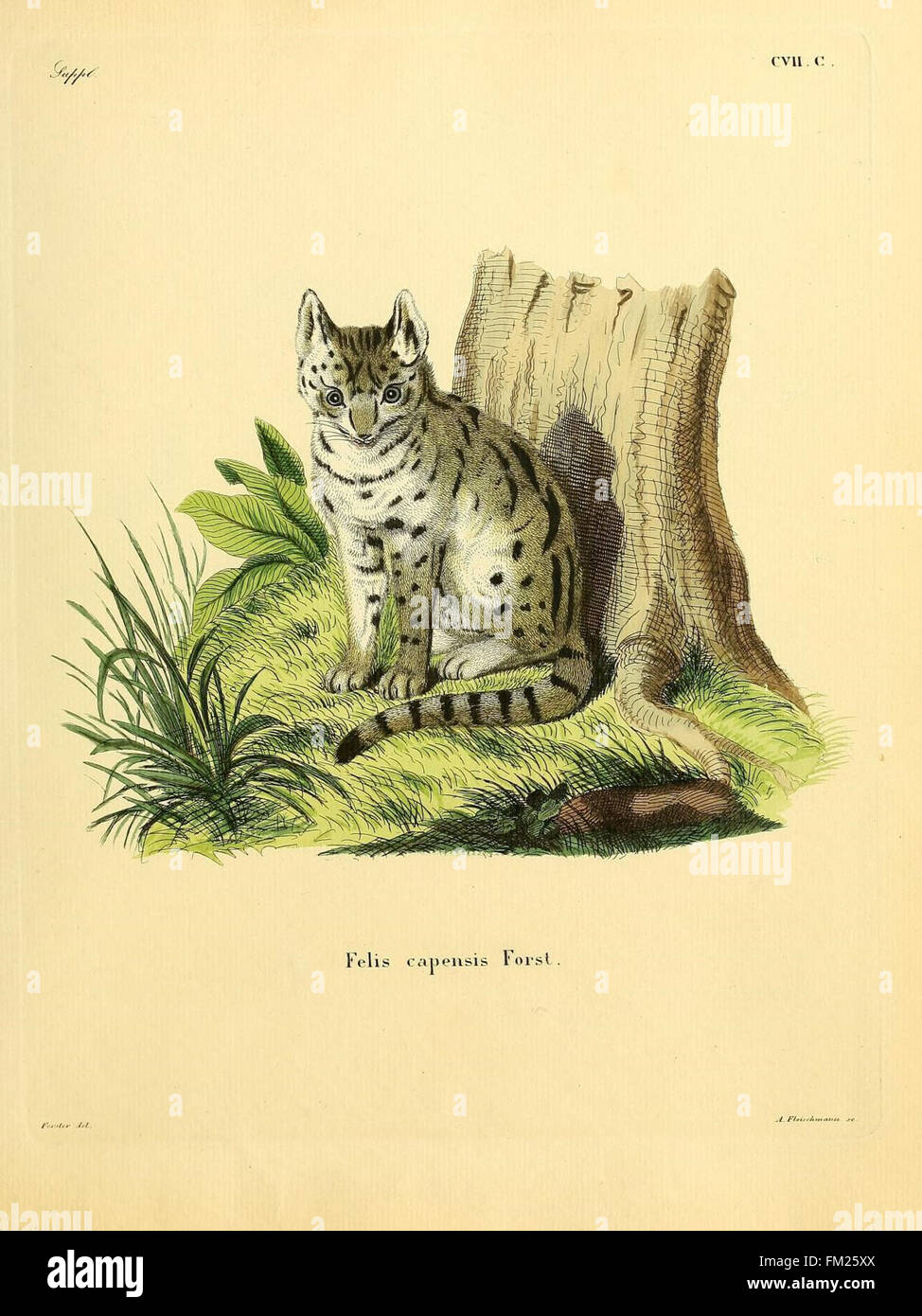 This supplementary plate features illustrations and descriptions of ...