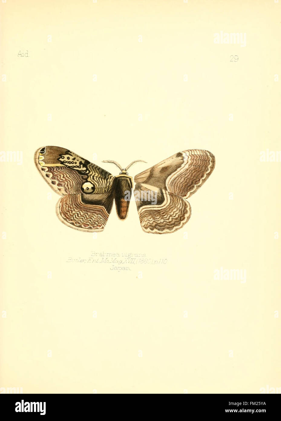 A guide for identifying insect species, presented with an illustrative ...