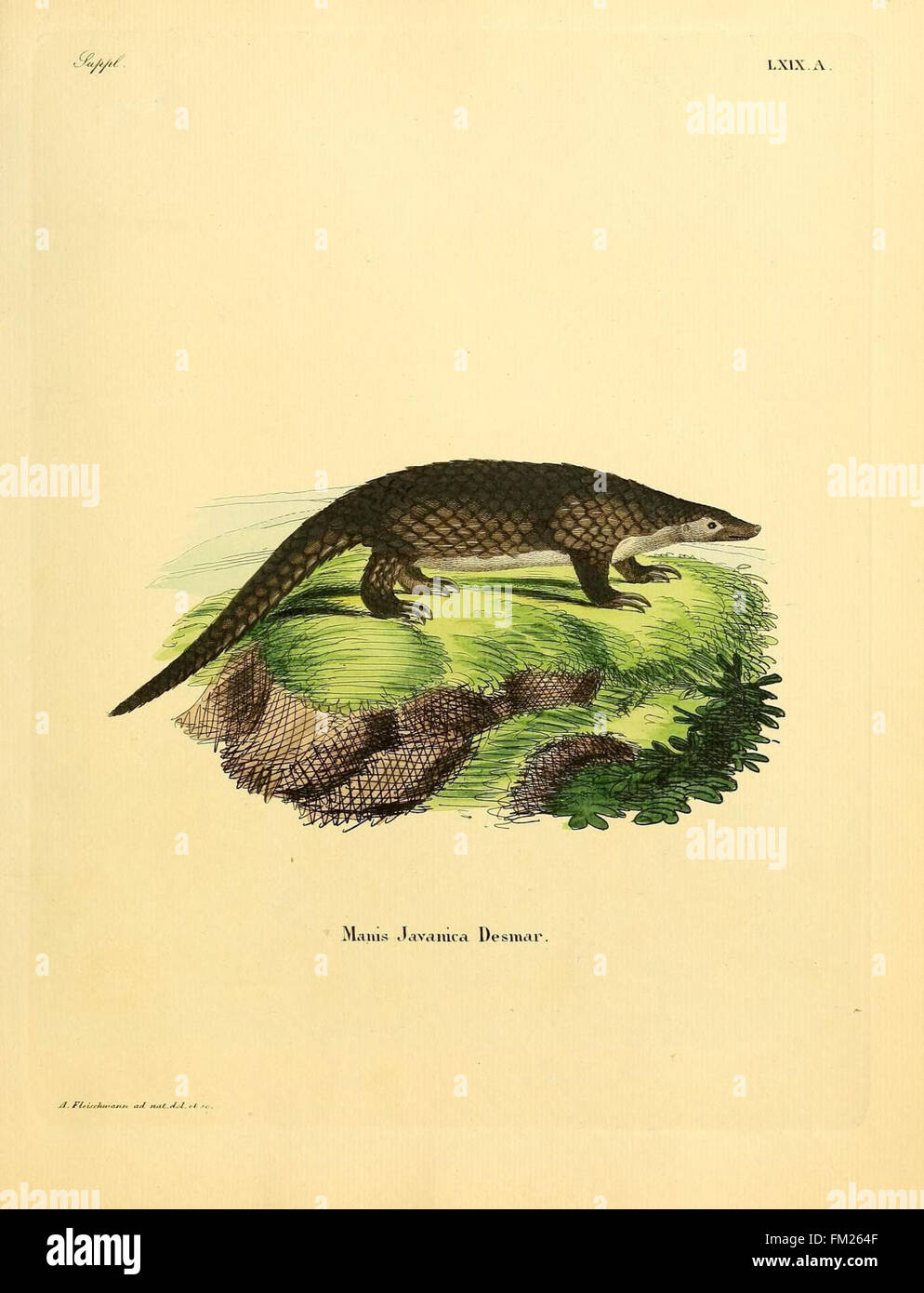 This work features illustrations of mammals based on natural depictions ...