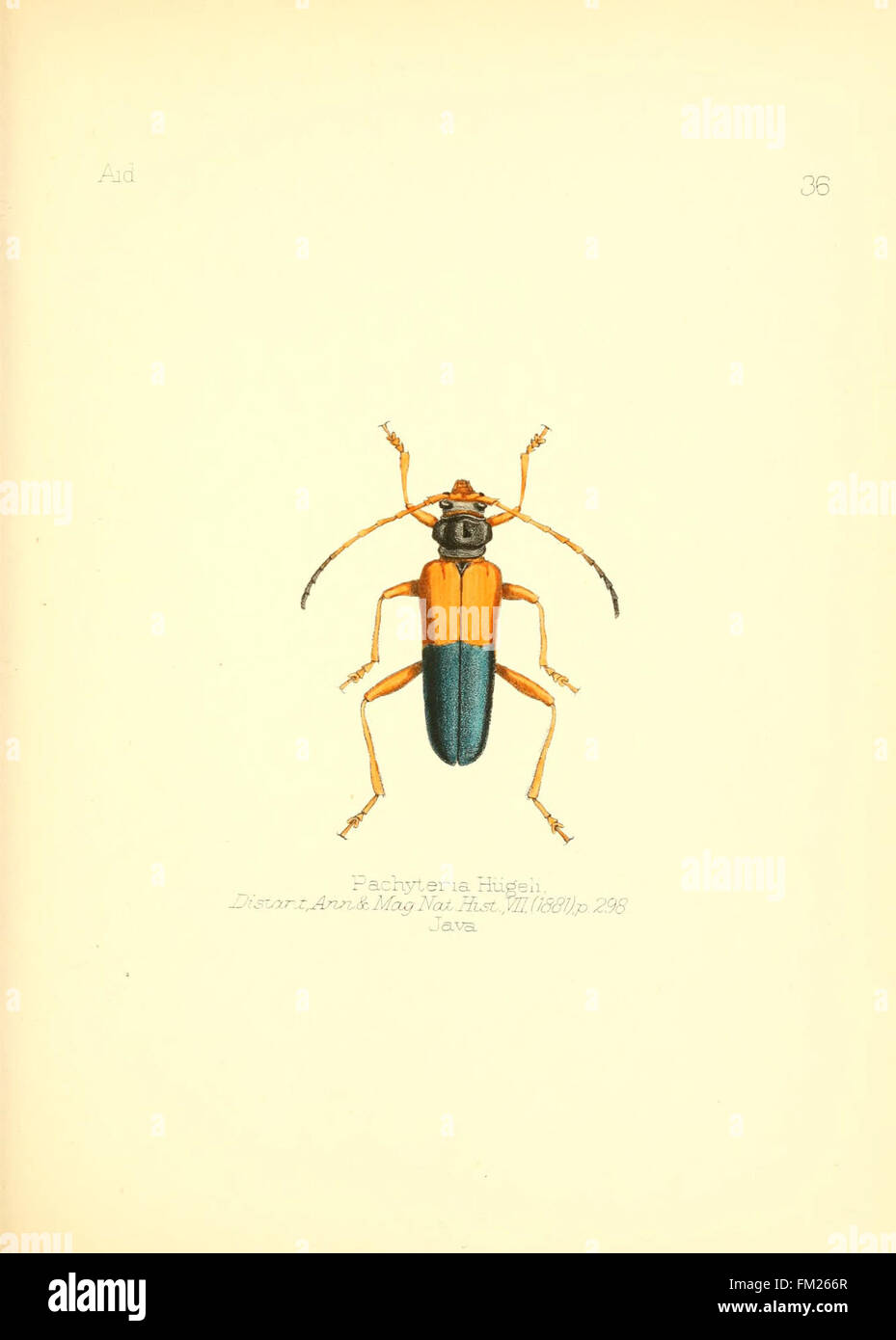 An insect identification guide with detailed illustrations, assisting ...