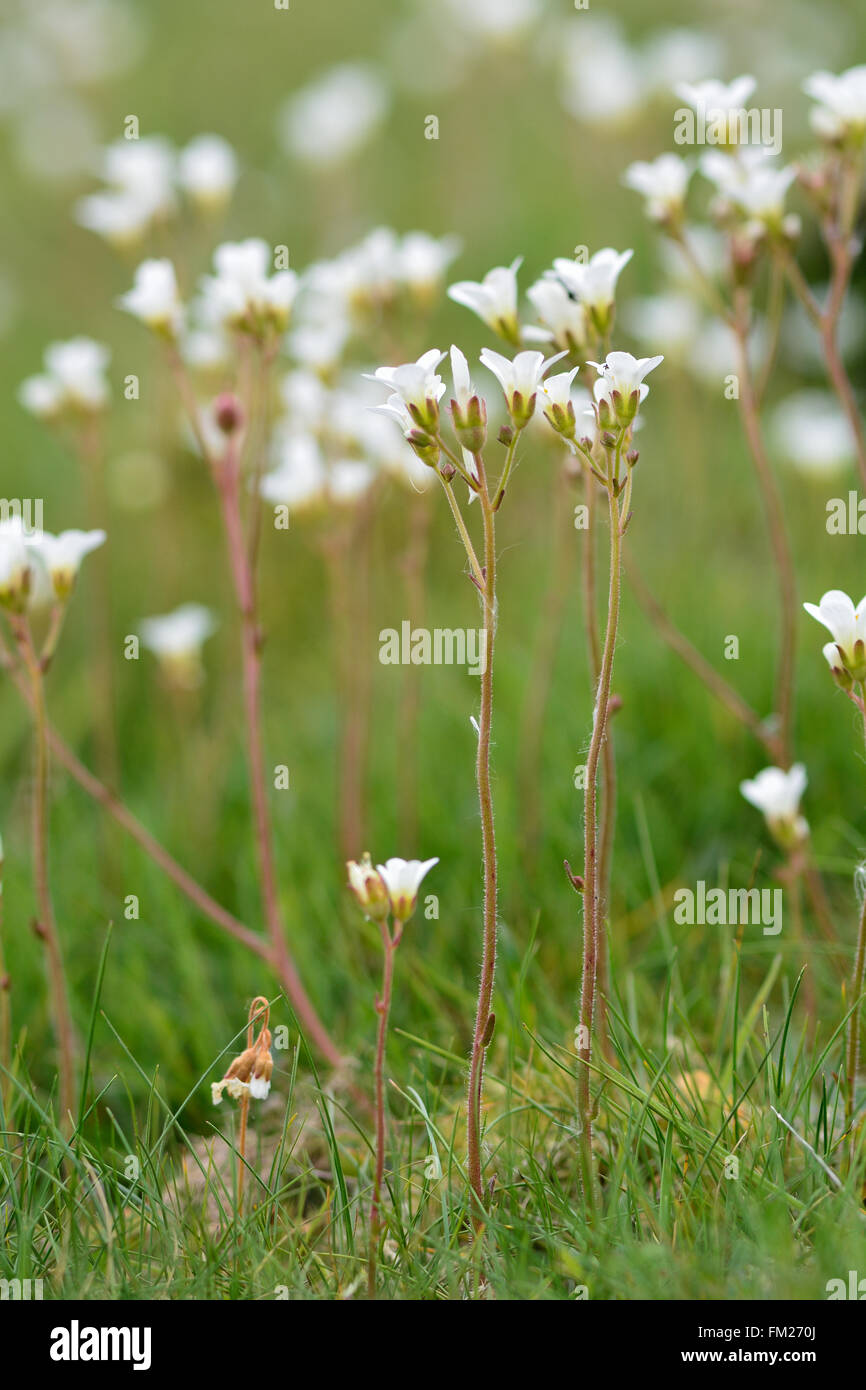 Meadow saxifrage (Saxifraga granulata). Erect plants with white flowers ...