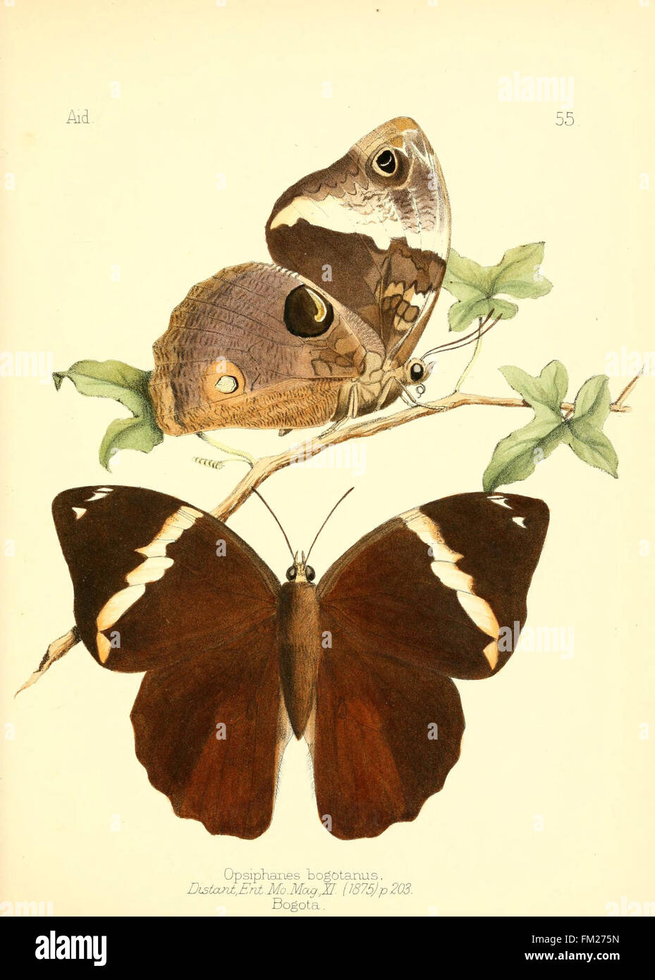 This guide assists with insect identification, providing visual aids ...