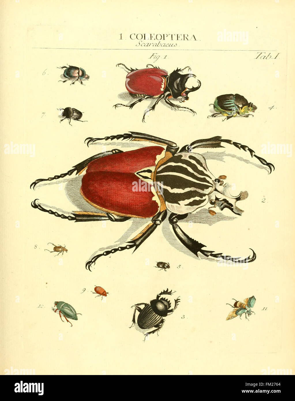 Dr. Sulzer's work on the history of insects and crustaceans provides a ...