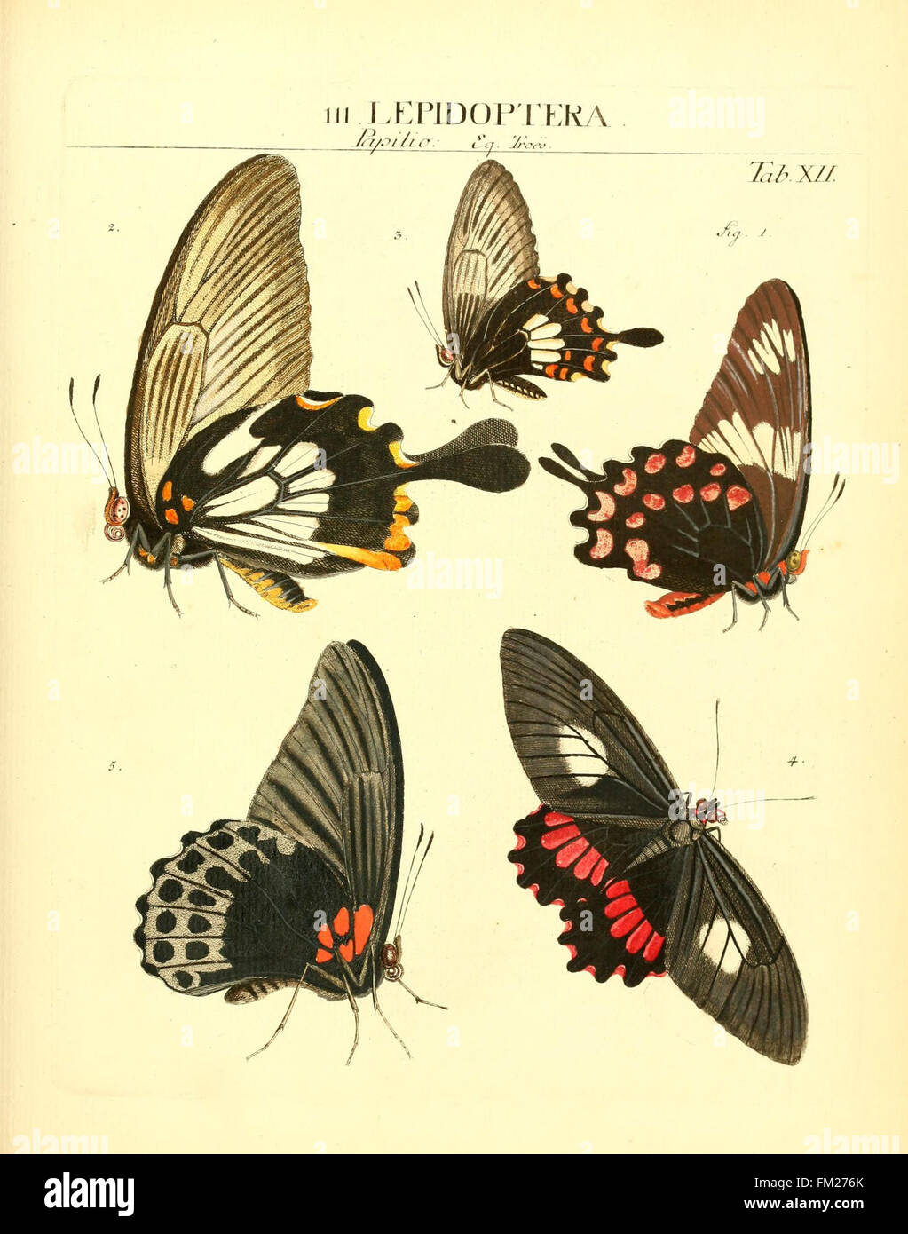 Tab. XII from *Abgekürzte Geschichte der Insecten* by Dr. Sulzer ...